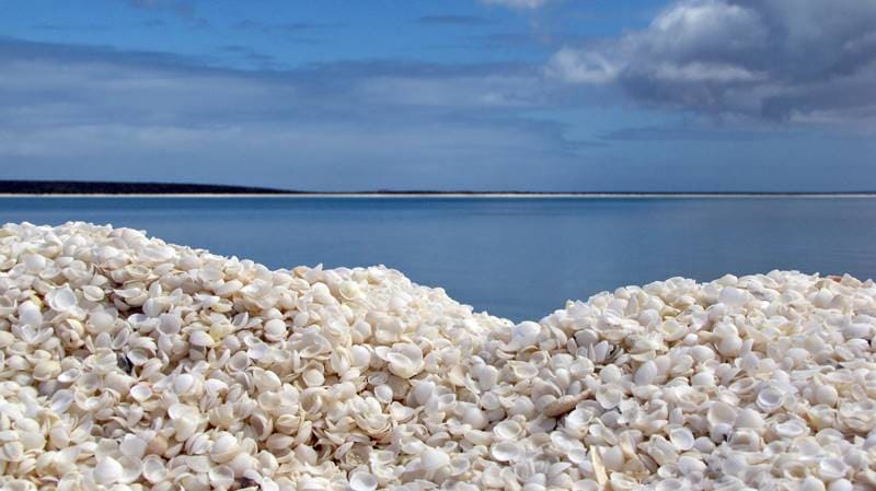 Discover Shell Beach: A Stunning Coastal Destination in Western Australia